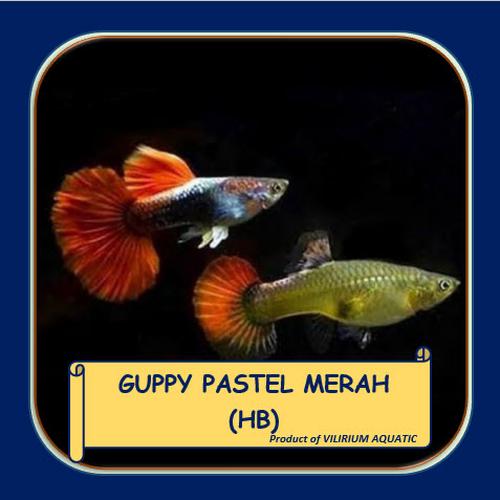 Jual IKAN HIAS AIR TAWAR - GUPPY PASTEL MERAH / GUPPY HB RED - Male - Jakarta Pusat - Vilirium ...