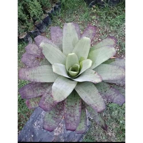 Jual Tanaman bromelia giant ungu hybrid ukuran besar - Kab. Cianjur ...