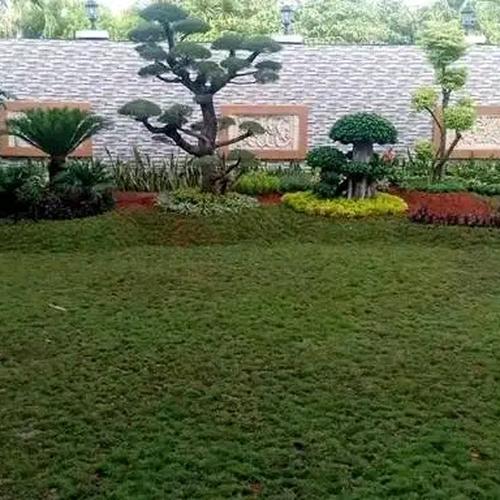 Jual contoh taman dengan luas rumput gajah mini - Jakarta Selatan - al ...