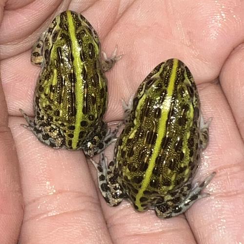 Jual Baby pixie frog african bullfrogs kodok pixieGARANSI bukan pacman frog - Jakarta Utara ...