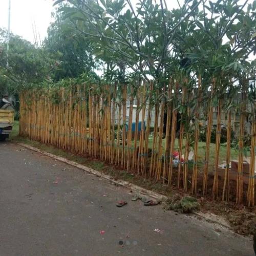 Jual tanaman pager bambu kuning - Jakarta Selatan - al berkah landscape ...
