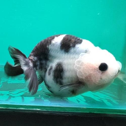 Jual Ikan mas koki ranchu cow ranchu sapi kode 004 - Kota Bekasi - Gkha ...
