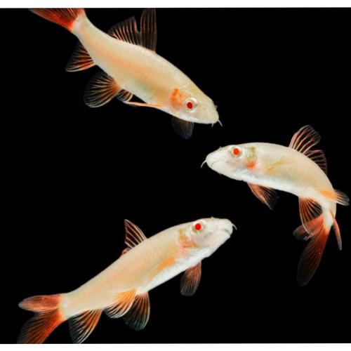 Jual IKAN REDFIN ALBINO IKAN HIAS AQUASCAPE AIR TAWAR AQUARIUM - Kab ...