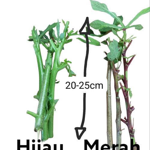 Jual bibit stek Batang Daun Gedi hijau Dan merah - Kota Bogor ...