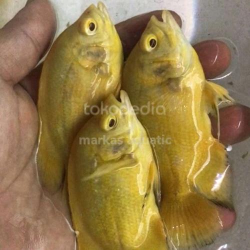 Jual oscar lemon import - Kota Tangerang Selatan - markas aquatic ...