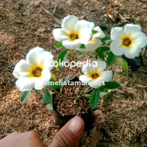 Promo NEW PRODUK! Tanaman Hias Yolanda Bunga Putih - Tanaman Bunga ...