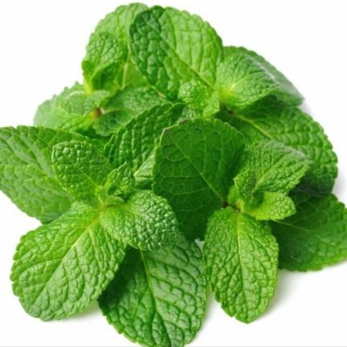 Jual daun mint, daun mint segar, mint Segar - Kota Bandung - Putra ...