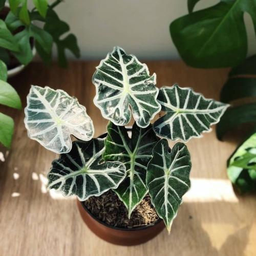 Promo Tanaman Hias Alocasia Parasol Tanaman Hidup Caladium Alokasia ...