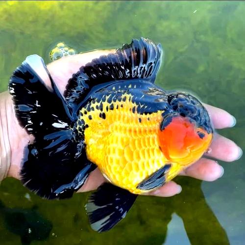 Jual Oranda black gold rosetail short body / ikan mas koki oranda ...