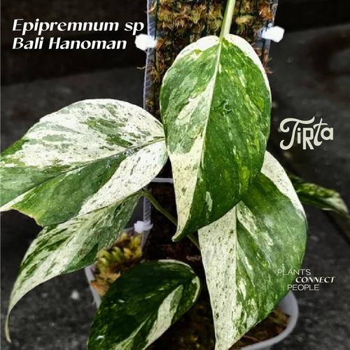 Jual Epipremnum sp Bali Hanoman - Tanaman Rawatan - 5-6 daun - Kota ...