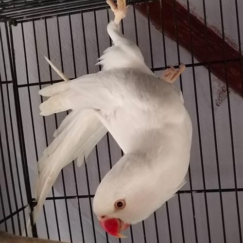 Jual Burung Indian Ringneck - Indian Ringneck - IRN Parrot - Kota ...