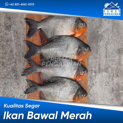 Jual Ikan Bawal Merah Air Tawar Seafood SEGAR 500gr isi 1-2ekor ...
