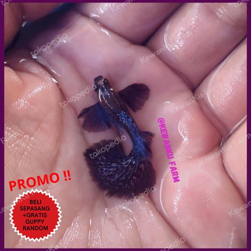 Jual Guppy Purple Dragon Grade A Sepasang - Betina - Kota Surabaya - Kewanku Farm | Tokopedia