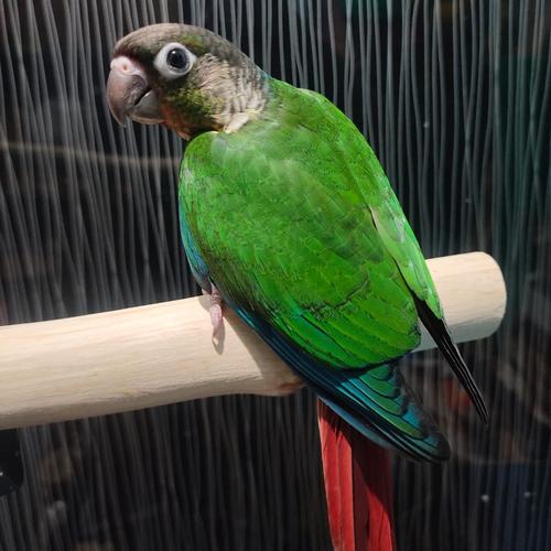 Jual Burung Small Conure - Ysc - Gcc - Pinneaple conure - Conure Remaja ...