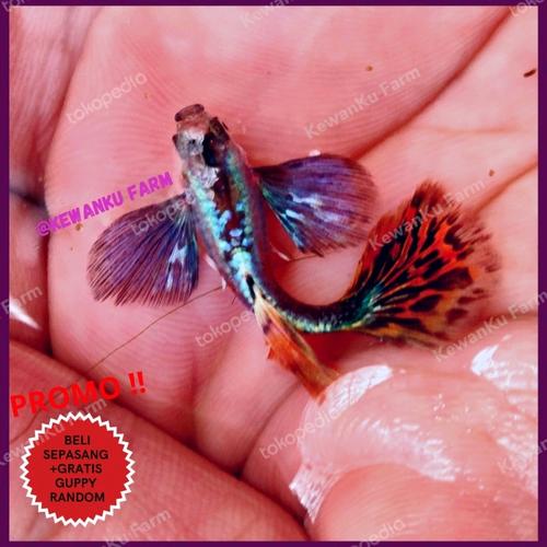 Jual Guppy PRMDE Platinum Red Mozaik Dumbo Ear Grade A Sepasang - Betina - Kota Surabaya ...