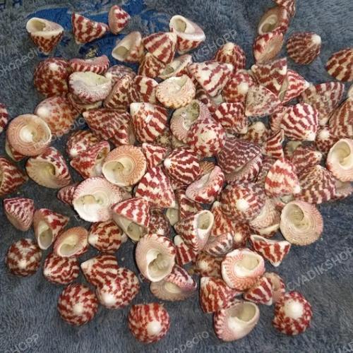 Promo cangkang kerang siput Lola/kerang tumpang - Kab. Pangandaran ...