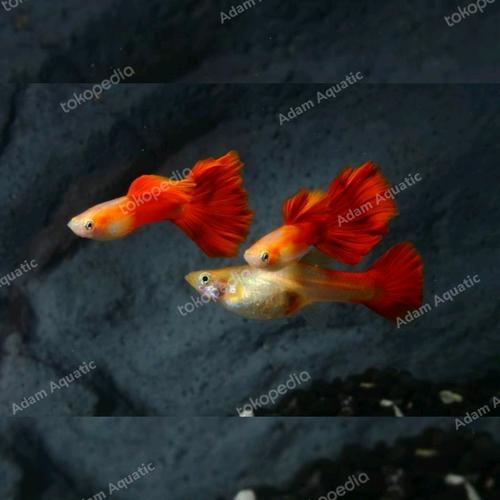 Jual Ikan Hias Guppy AFR - Guppy Hias Aquarium Aquascape Ikan Air Tawar ...