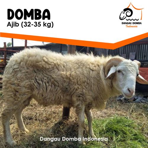Jual Hewan Kurban Domba Tanduk 32-35 kg by Dangau Domba Indonesia ...