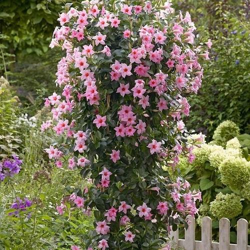 Jual Tanaman rambat bunga mandevilla/dipladenia pink putih kuning merah ...