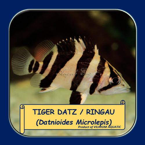 Jual IKAN HIAS AIR TAWAR - TIGER DATZ / RINGAU / DATNIOIDES MICROLEPIS ...
