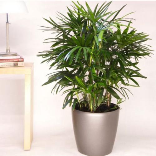 Jual tanaman hias palm jari palem regu - Kab. Bogor - floranta | Tokopedia