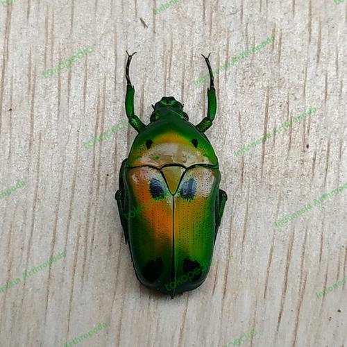 Jual AWETAN SERANGGA UNIK KUMBANG BUNGA TOTOL - Jakarta Barat ...