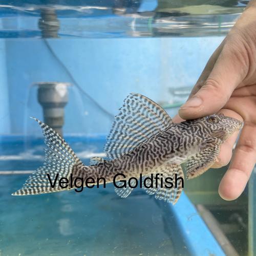 Jual Ikan Pleco L333 Big Size - Kab. Tangerang - Velgen Fish | Tokopedia