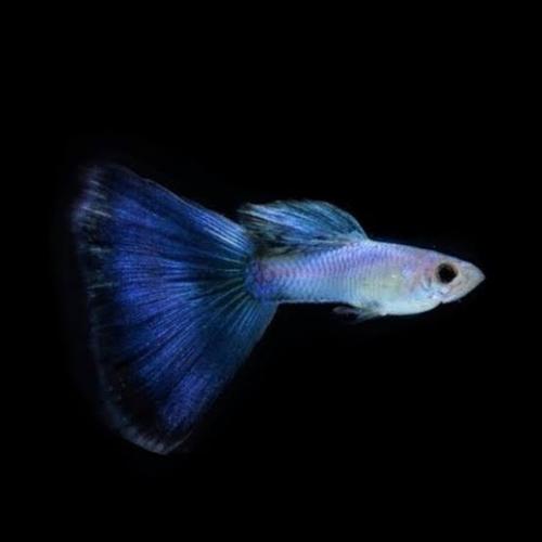 Jual Ikan Hias Guppy Singa Blue Tail - Kota Depok - Fishtreasure. id | Tokopedia