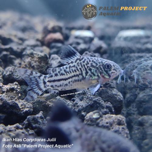 Jual CORYDORAS JULII ikan corydoras juli corydoras july tankmate -ikan ...