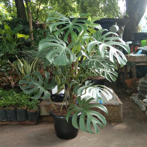 Jual Monstera King Ukuran Jumbo Tinggi 1 Meter Up - Jakarta Selatan ...