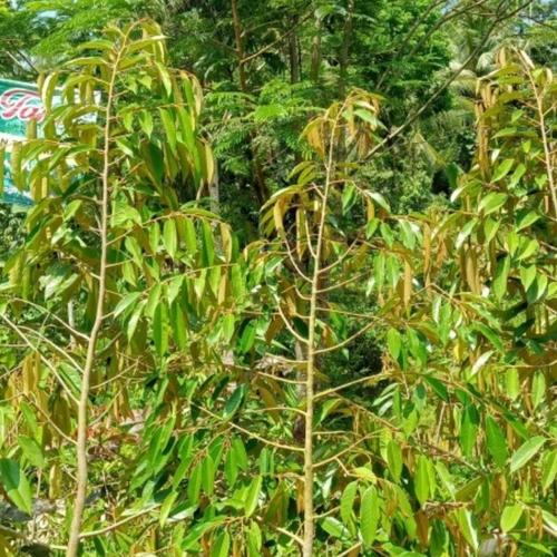 Jual durian bawor langka 1.5m - Kab. Bekasi - Toko Robot & Bibit Anggur ...