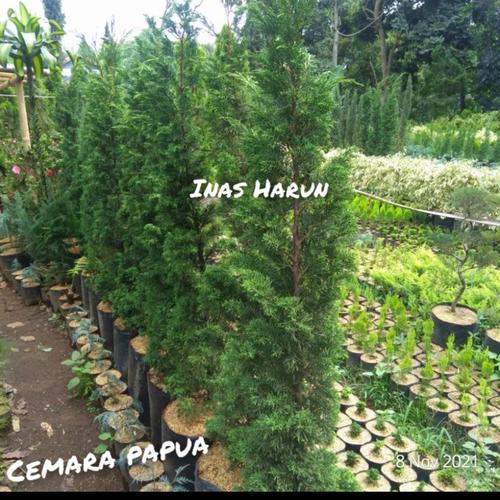 Jual pohon Cemara lilin Papua tinggi 1,5meter - Cemara pohon natal/TS ...