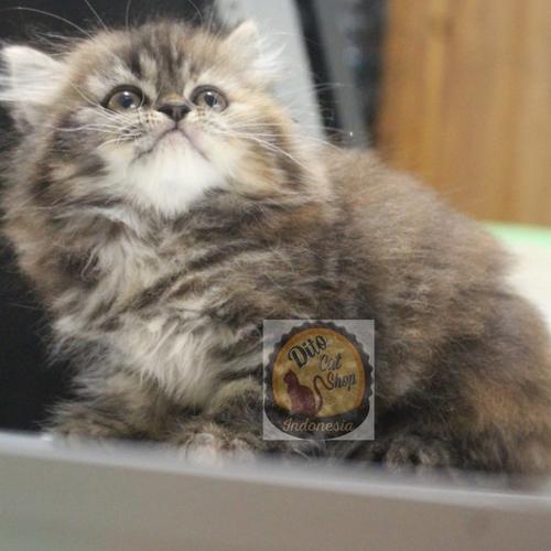 Jual Kucing Persia Flatnose Munchkin Anggora Peaknose - Jakarta Pusat ...