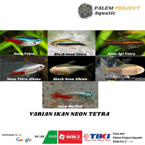 Jual Ikan Hias NEON TETRA Ikan Neon Tetra - Ikan Aquascape - Neon Tetra ...