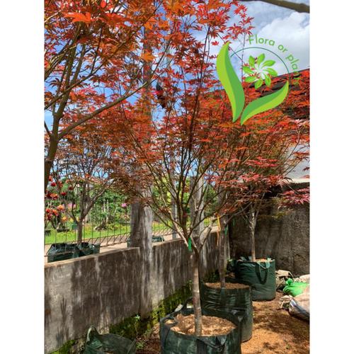 Jual Pohon Maple American Red Big size || Cocok Untuk Halaman Rumah ...