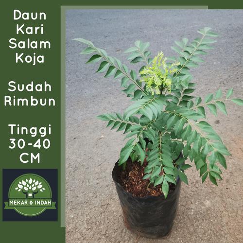 Jual bibit pohon daun kari, salam koja/ tanaman salam koja, daun kare ...