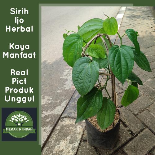 Jual Tanaman herbal sirih hijau/ sirih ijo - DAUN SAGA - Jakarta Timur ...