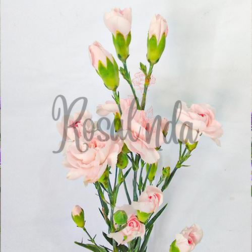 Jual Bunga Carnation Spray Pink Muda / Bunga Potong Segar - Jakarta ...
