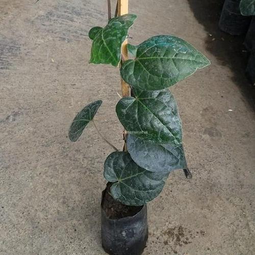 Jual Tanaman Sirih Hitam Asli / Piper Betle var nigra - Kota Batu ...