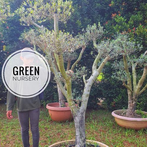 Jual Pohon Olive Tree || Pohon Zaitun || Original Spanyol Ready ...