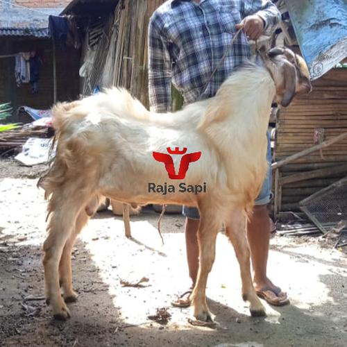 Jual Kambing Qurban / Hewan Qurban - Raja Sapi Group - Kelas A - Jakarta Timur - Raja Sapi ...