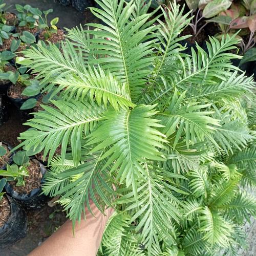 Jual murah tanaman hias pakis jibung tanaman pakis jibung - Kab. Bogor ...