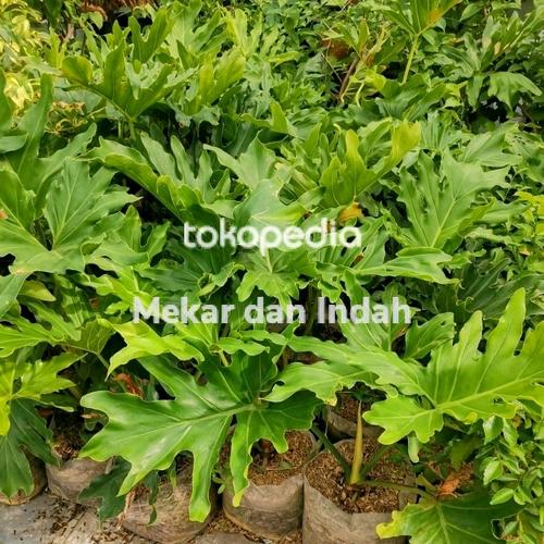 Jual Tanaman hias philo dendrum, selloum dendrum - Jakarta Timur ...
