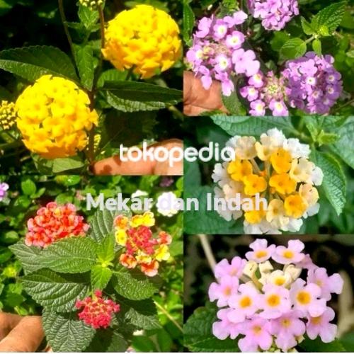 Jual Tanaman hias bunga lantana - Jakarta Timur - MEKAR INDAH_NEW ...