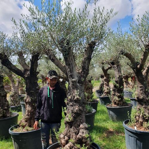 Jual Pohon Olive Tree Fosil || Pusat Pohon Langka || Free Tanam ...