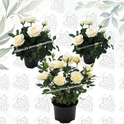 Jual Snow White Mawar Rose Putih Bunga Hias Tanaman Indoor / Outdoor ...