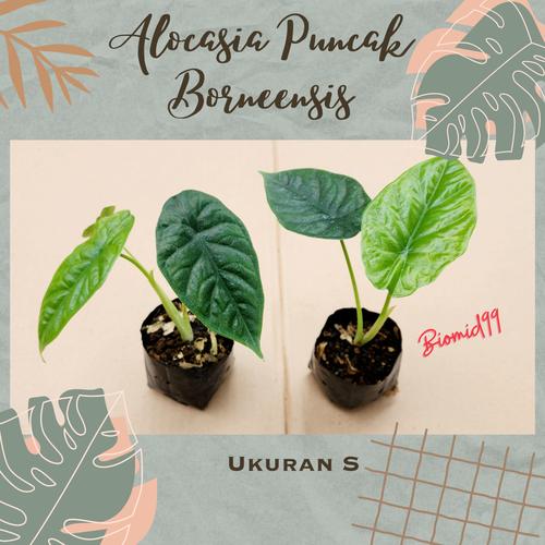 Promo Tanaman hias Alokasia | Alocasia Puncak Borneensis | ukuran S ...