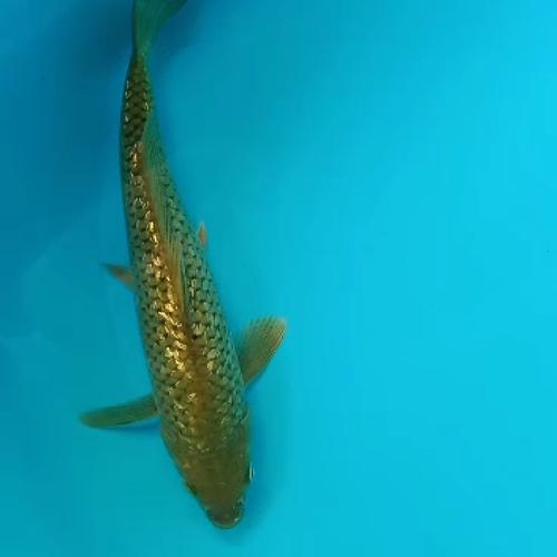 Jual ikan hias koi Midori ginrin size 30-32cm - Kota Depok - fISH-INd0 ...