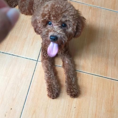 Jual anjing toy red poodle stmb vaksin - Kab. Sleman - LovePets ...