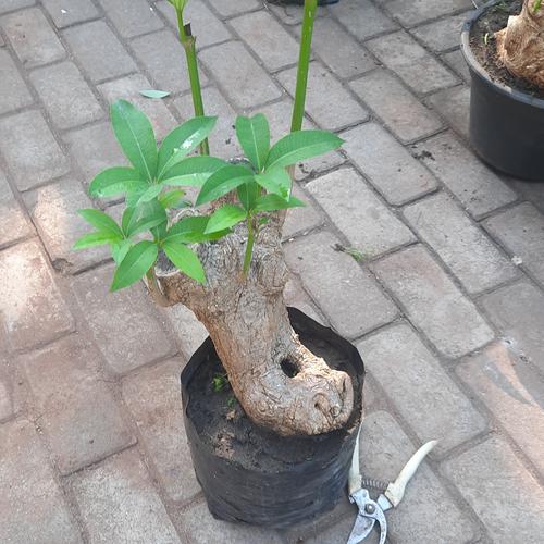 Jual bonsai pohon pulai pule alstonia scholaris 01 - Kab. Tuban - WIRE ...
